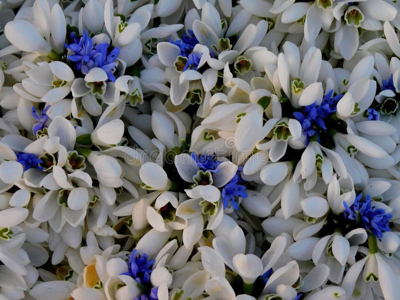 Bunch of White Snowdrops and Blue Spring Flowers, Top View Stock Image ...