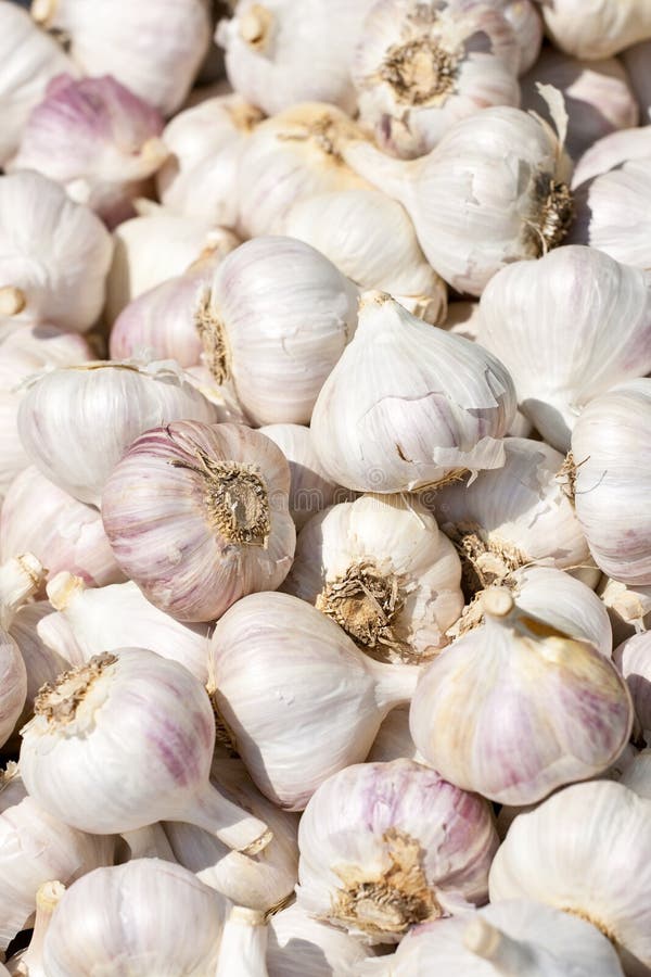 Bunch of Whole Garlic Bulbs Stock Image - Image of vegetable, pile ...