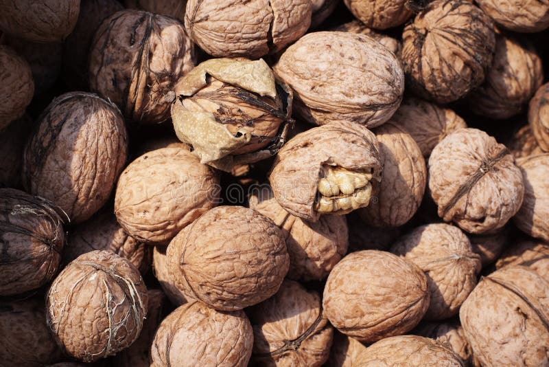 Bunch of whole walnuts stock photo. Image of picked, brown - 11341000