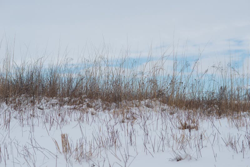 Bunch of Wild Brown Reeds Growing on a Snowy White Field Stock Photo ...