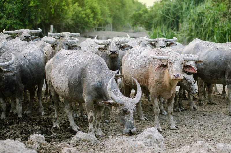 A Bunch of Wild Buffalo in the Cage Stock Photo - Image of bull, cage ...