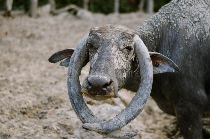A Bunch of Wild Buffalo in the Cage. Stock Image - Image of wood ...
