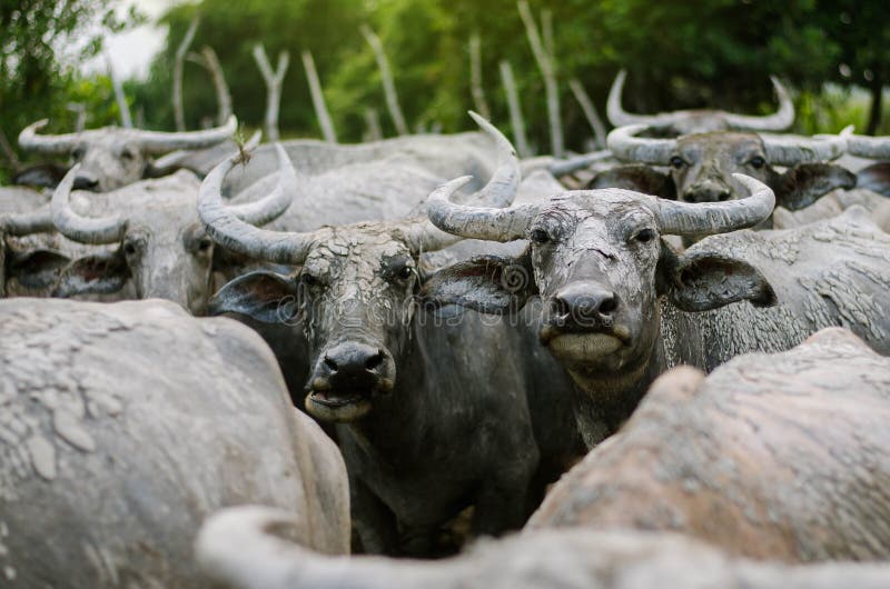 A Bunch of Wild Buffalo in the Cage Stock Image - Image of wildlife ...