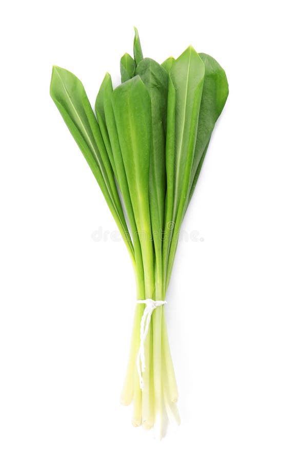Bunch of Wild Garlic or Ramson Isolated Stock Image - Image of aromatic ...