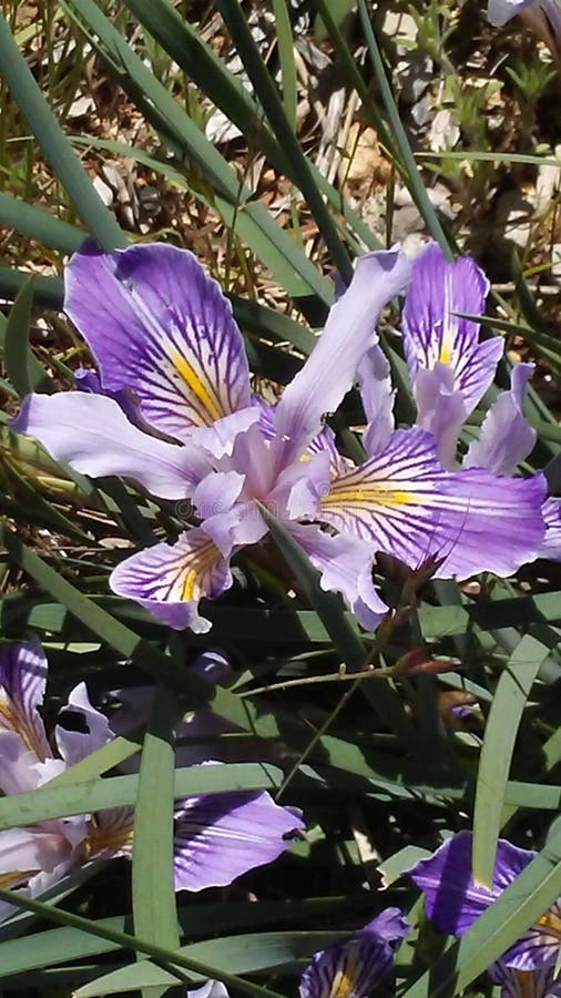 A bunch of wild Iris stock image. Image of purple, details - 176745637