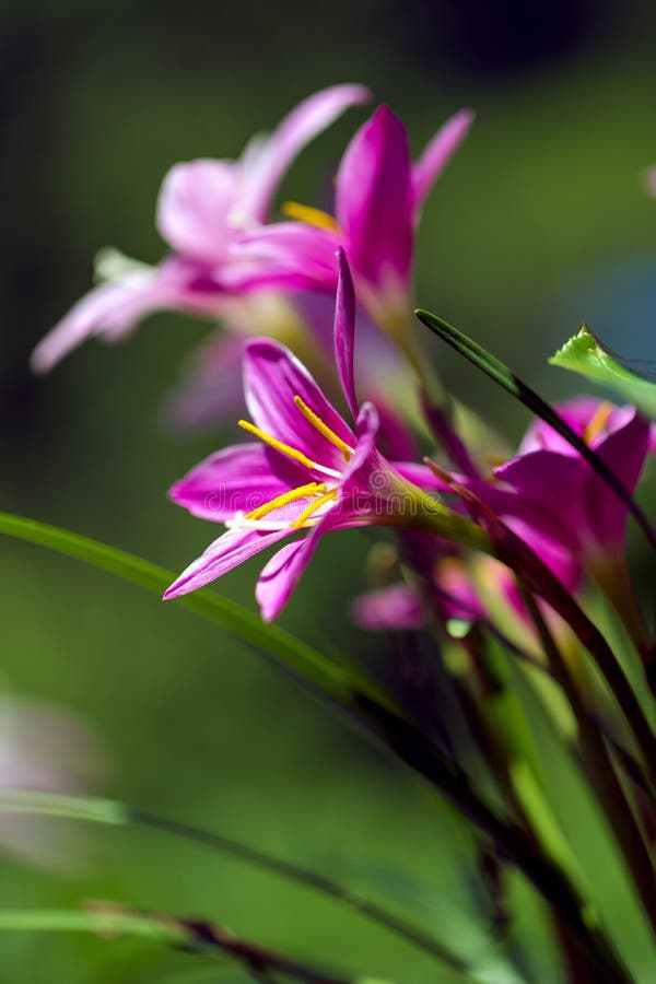 A Bunch of Wild Lily Flowers Blooming on the Wall Stock Photo - Image ...