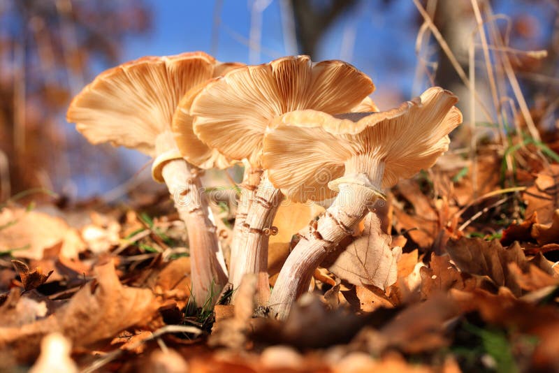 Mushroom in forest stock image. Image of forest, outdoors - 22468043