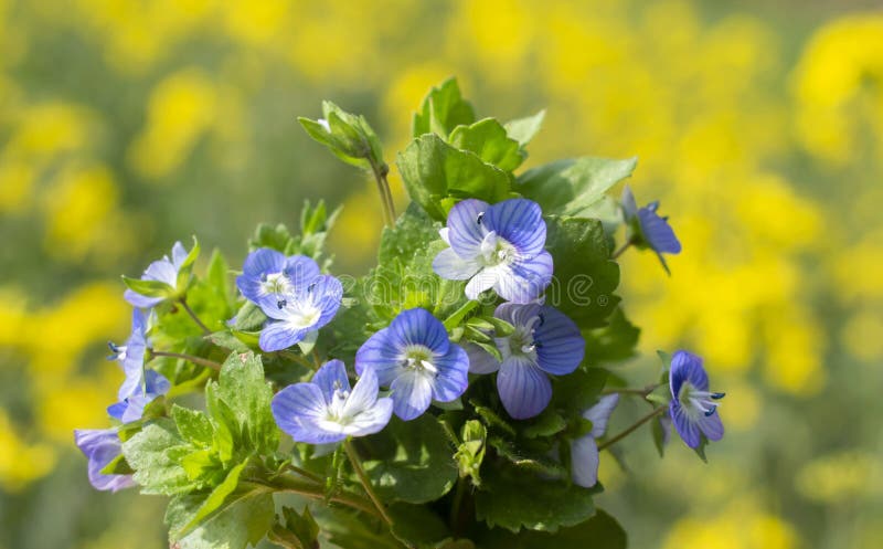 Bunch of Wild Purple Violets with Strong Yellow Background. Stock Photo ...
