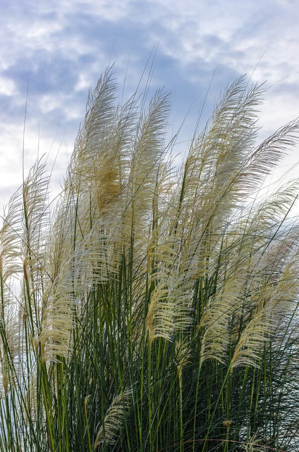 A Bunch of Wild Stipa Feather Grass Growing with White Flowers Under ...