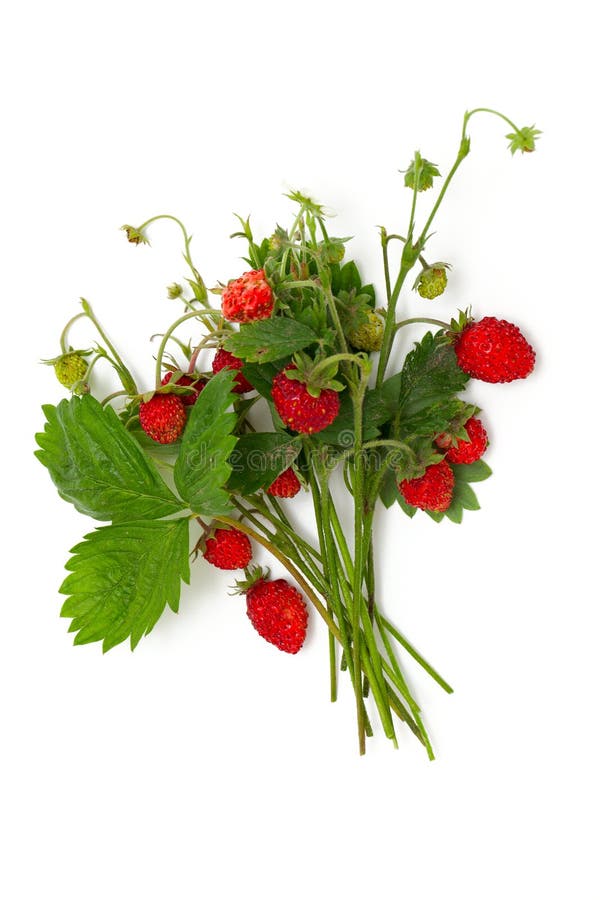 Bunch of wild strawberries stock photo. Image of group - 32268370