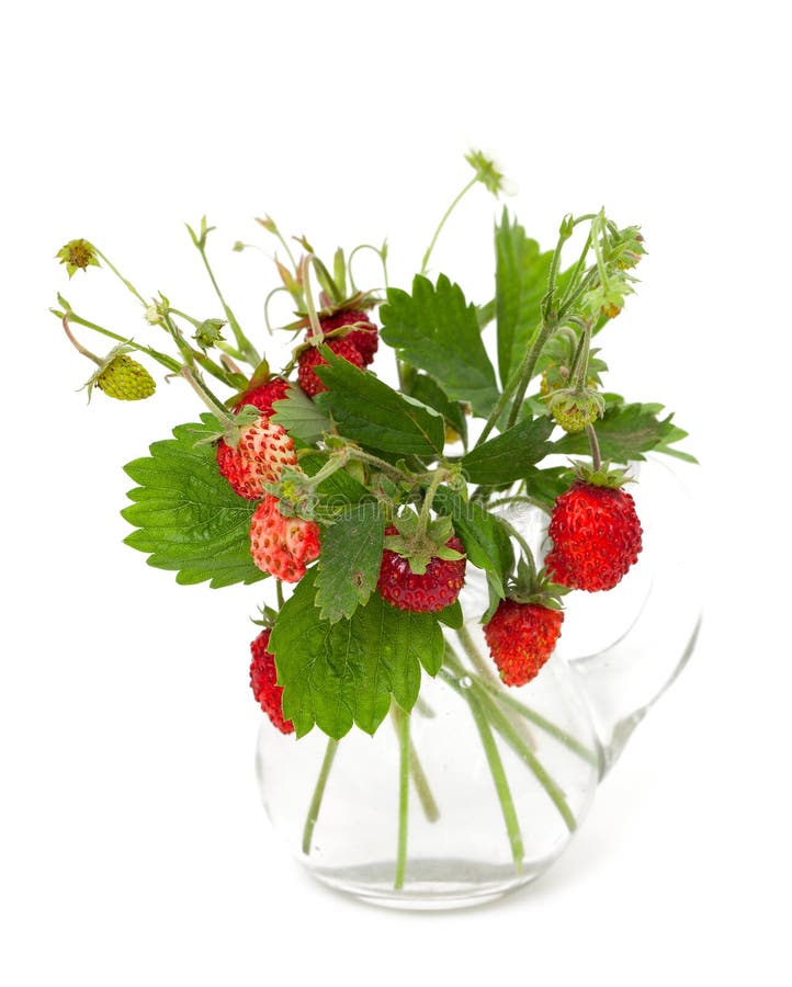 Bunch of wild strawberries stock photo. Image of rural - 32268368