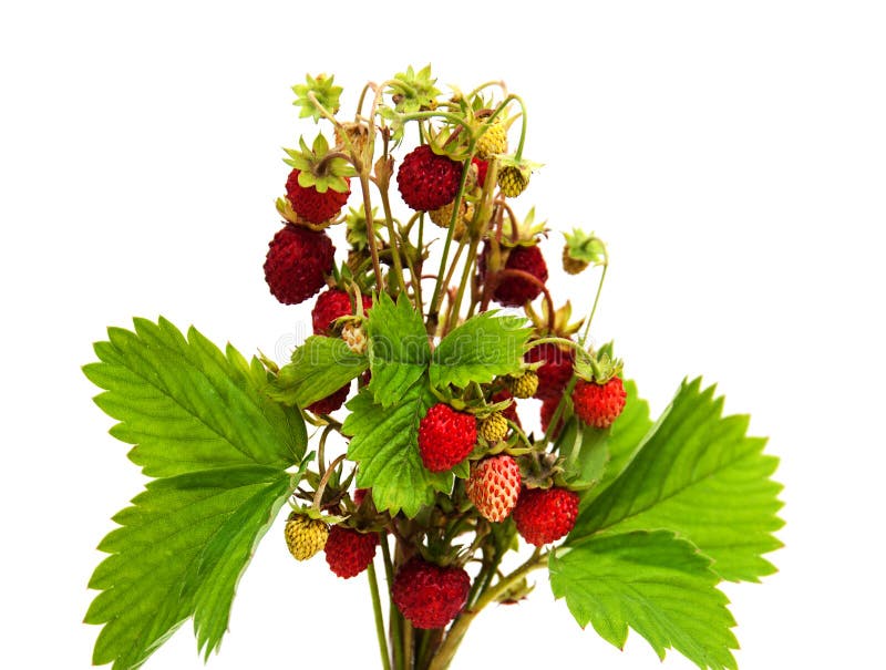Bunch of wild strawberry stock image. Image of fresh - 77016953