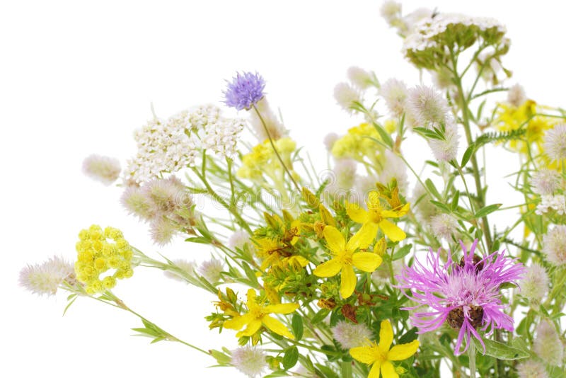 Bunch of wildflower stock image. Image of beauty, botany - 21465519