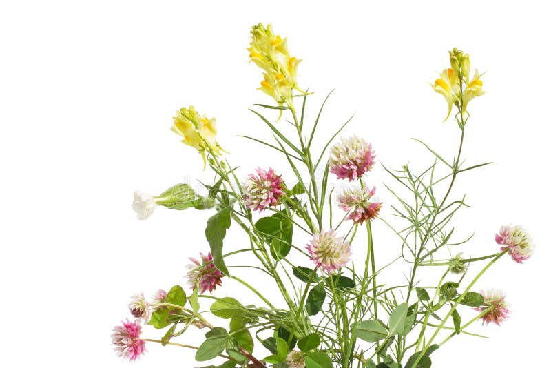 Bunch of wildflower stock image. Image of trefoil, toadflax - 23409759