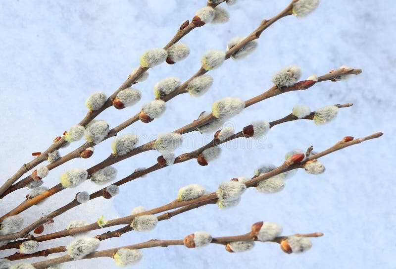 Willow Branches in the Snow Stock Photo - Image of bunch, spring: 175671222