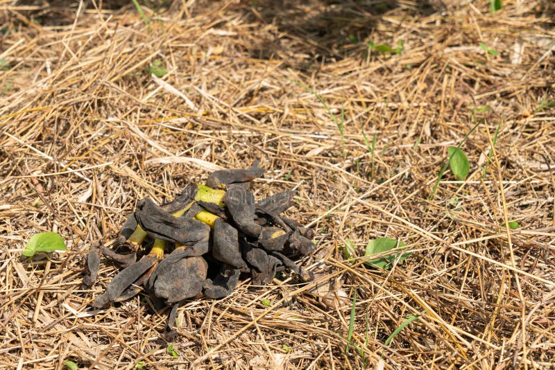 A Bunch of Withered Bananas Stock Photo - Image of food, packshot ...