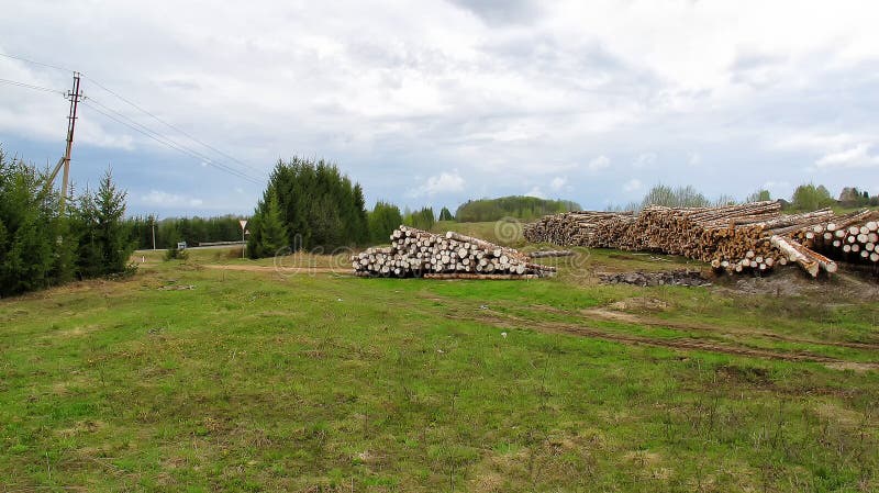 Bunch of Wooden Logs in the Field Stock Photo - Image of deforestation ...