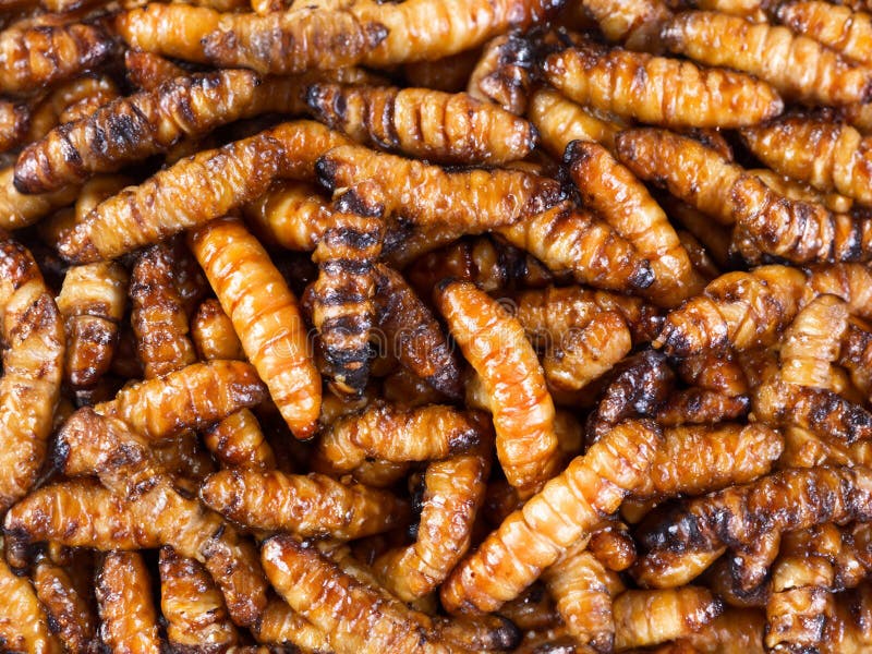 A Bunch of Worms that are in a Pan Stock Photo - Image of cuisine ...