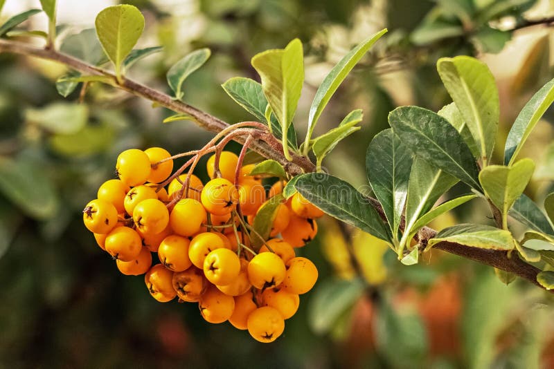 A Bunch of Yellow Berries of the Pyracantha Plant Stock Photo - Image ...