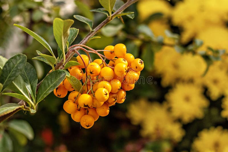 A Bunch of Yellow Berries of the Pyracantha Plant Stock Image - Image ...