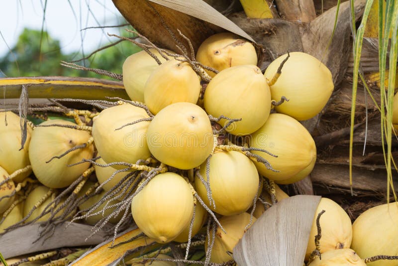 Bunch of Yellow Coconut Fruits Hanging on Tree Stock Photo - Image of ...