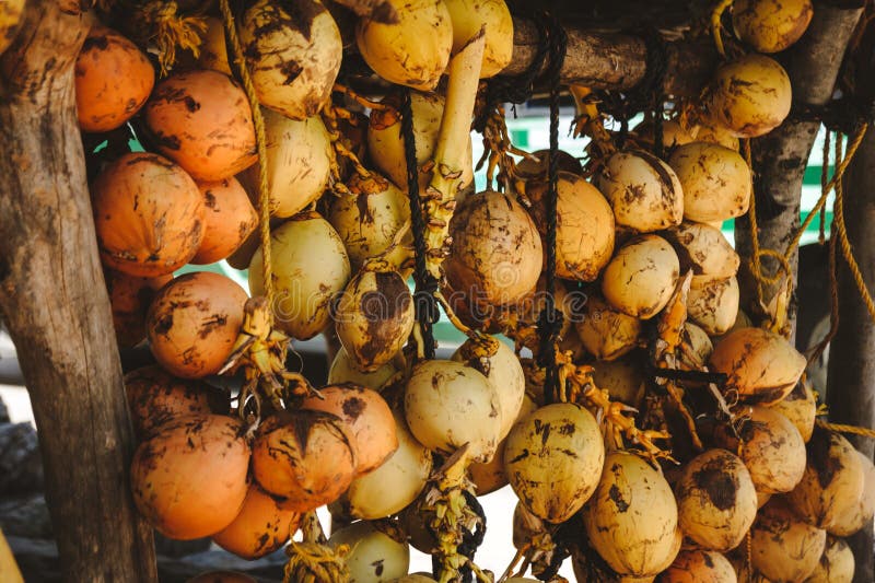 A Bunch of Yellow Coconuts is on Sale Stock Image - Image of drink ...