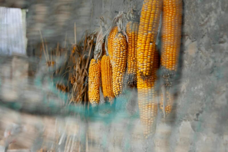 Bunch of the Corn Drying by Home Made Way Stock Photo - Image of ...