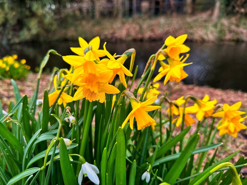 Bunch of Daffodils in Yellow Stock Photo - Image of narcissus, sunny ...