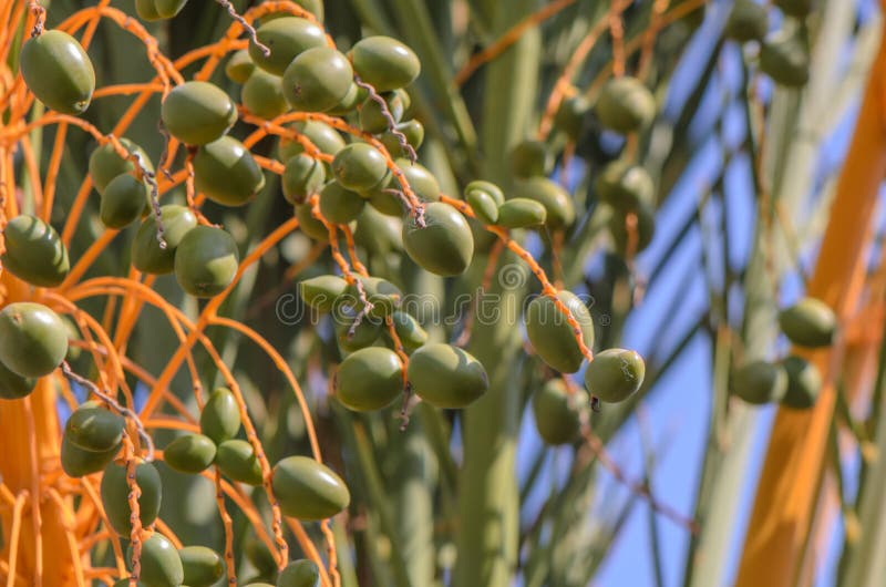 Bunch of Yellow Dates on Date Palm Stock Photo - Image of egypt ...