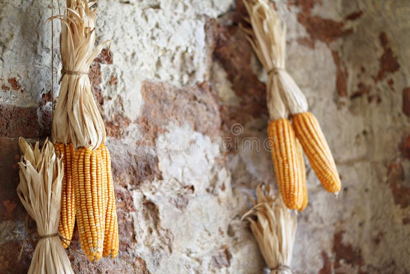 Texture Of Dry Yellow Corn Field Wall Stock Photo - Image of agronomy ...