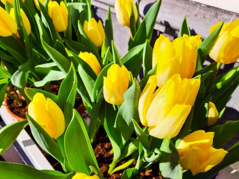 Bunch of Yellow Dutch Tulips Stock Photo - Image of color, green: 176969134