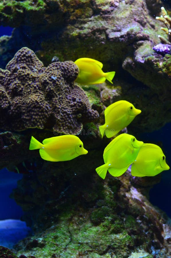 A Bunch of Yellow Fish Floats Near Stones and Algae Stock Image - Image ...