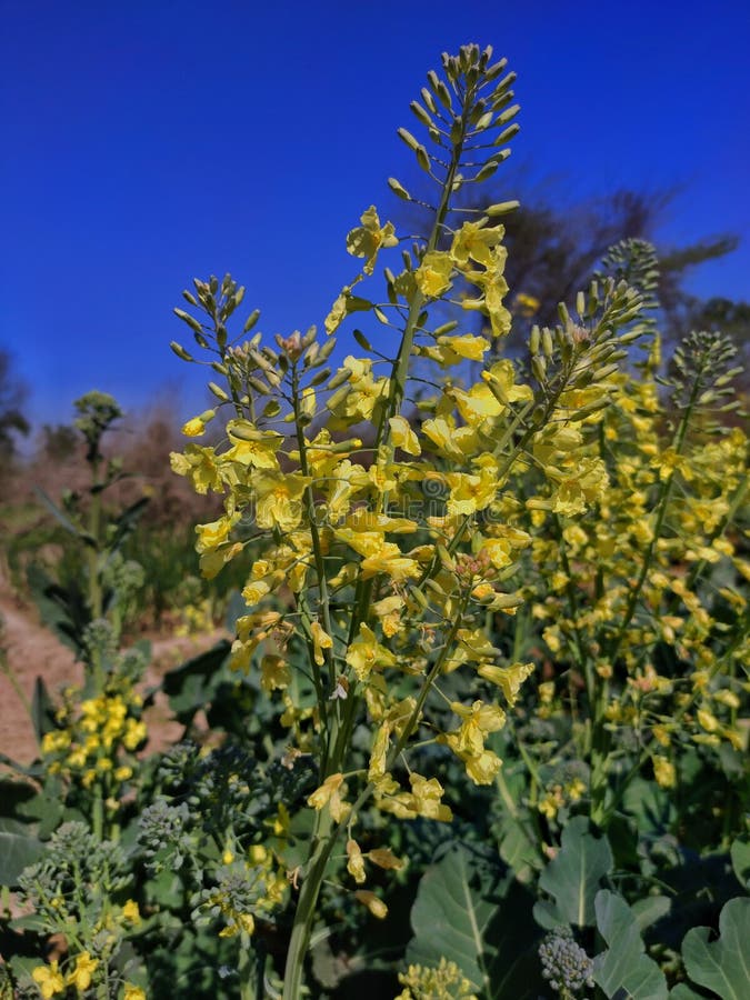 Bunch of yellow flower stock photo. Image of blue, yellow - 172887076