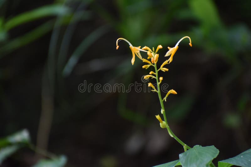 Bunch of yellow flower stock photo. Image of blossom - 194400788