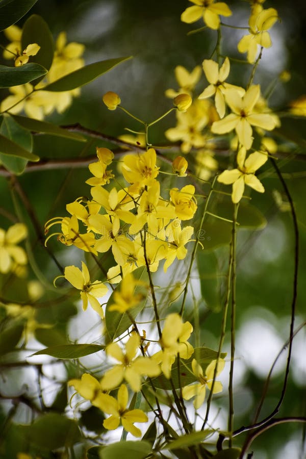 Bunch of Yellow Flowers stock image. Image of flora - 155239735
