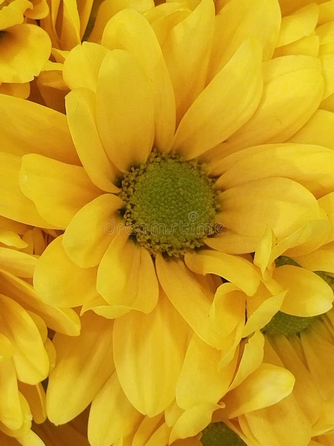 A bunch of yellow flowers stock photo. Image of growth - 159208732