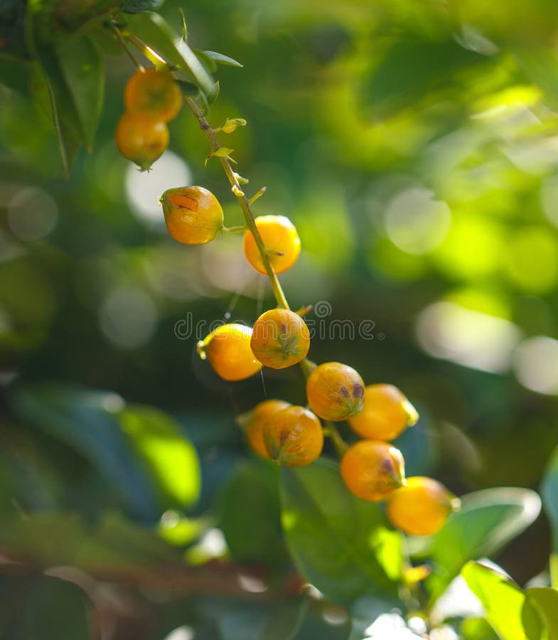 A Bunch of Yellow Fruit Hanging from a Tree Stock Photo - Image of bunch, fruit: 385117380