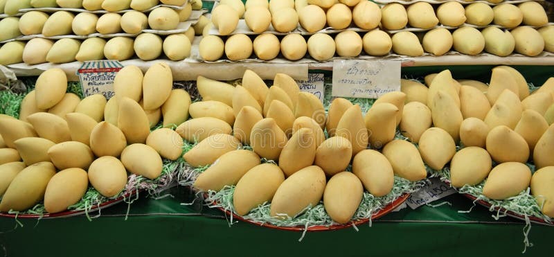 Bunch of yellow mango stock photo. Image of ripen, popular - 76548060