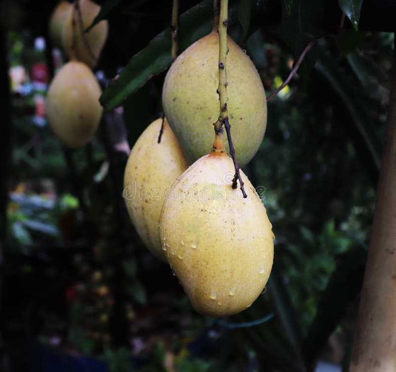 Mango Fruit on Mango Tree. Beautiful Green Mango Bunch Stock Image ...