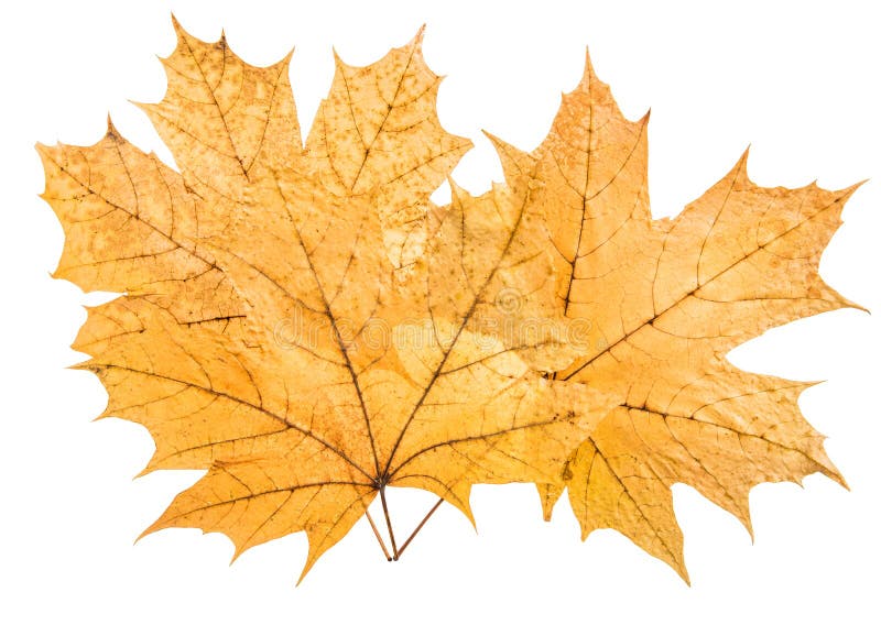 Bunch yellow maple leaf stock image. Image of yellow - 74345707