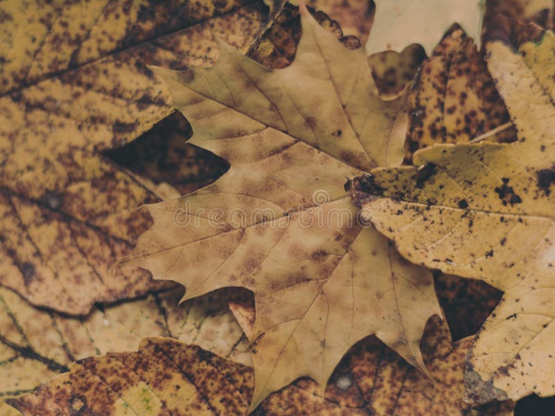 Bunch of the Yellow Maple Leafs Stock Image - Image of cycles, autumn ...