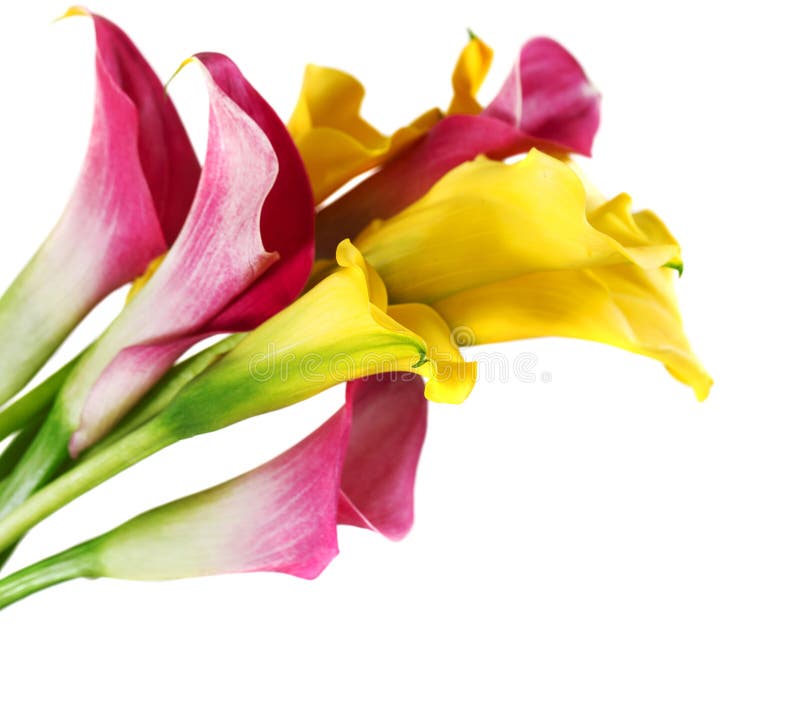 Bunch of Yellow and Pink Cala Lilies Stock Image - Image of arum ... Bunch of Yellow and Pink Cala Lilies Stock Image - Image of arum ...