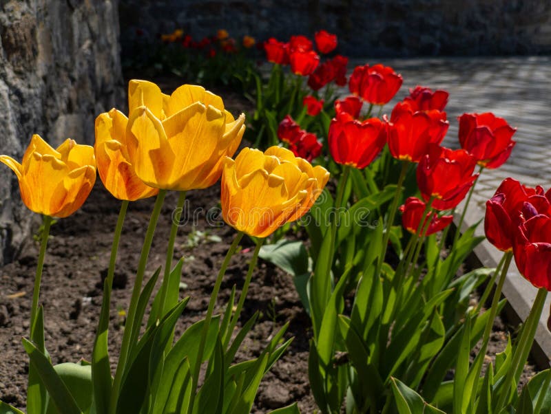 A Bunch of Yellow and Red Tulips in a Garden Stock Photo - Image of ...