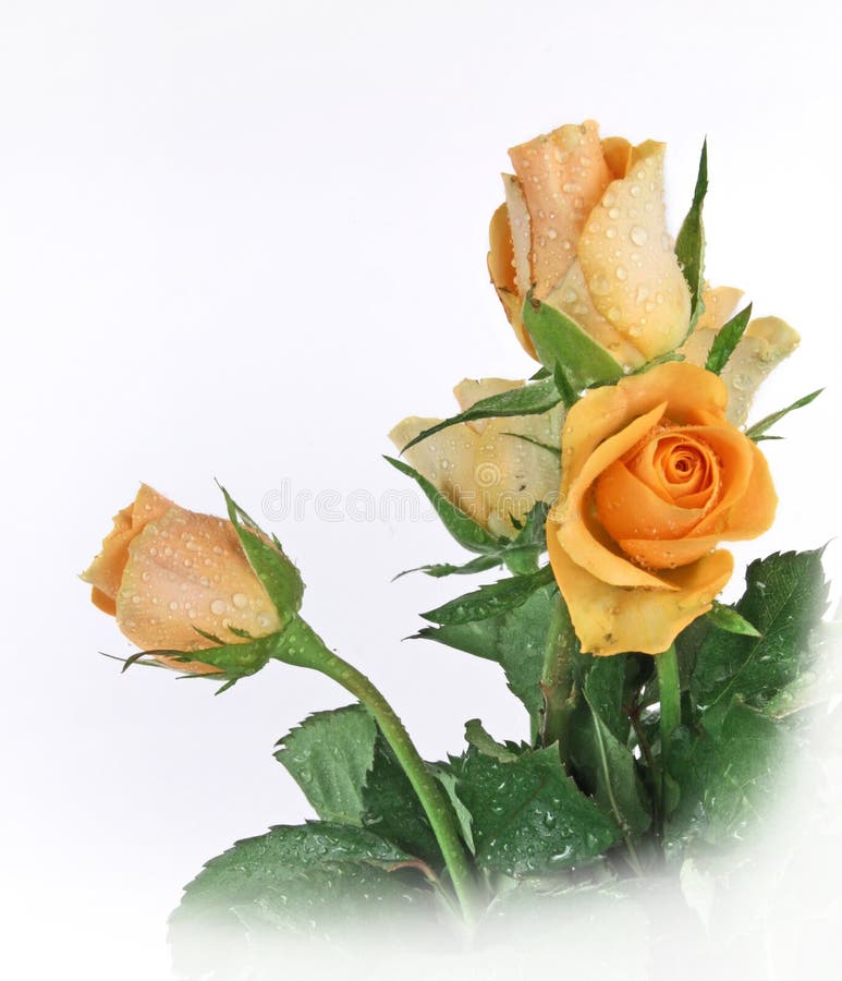 Bunch of yellow roses stock image. Image of floral, celebrate - 13974489