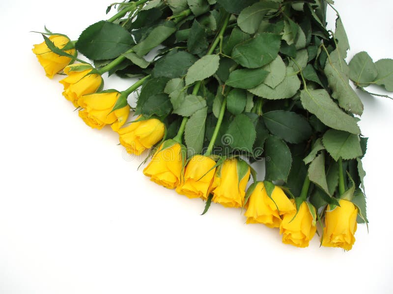 Bunch of yellow roses stock image. Image of macro, beautiful - 192503