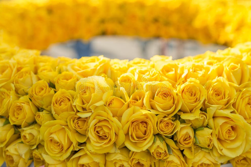 Bunch of Yellow Roses Arranged in a Circular Formation Stock Photo ...