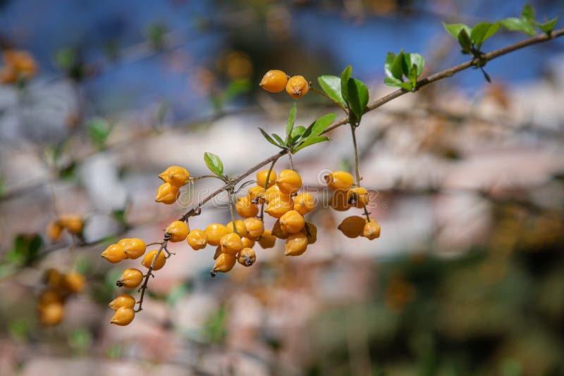 Yellow Round Berries on a Tree Stock Photo - Image of macro, autumn ...