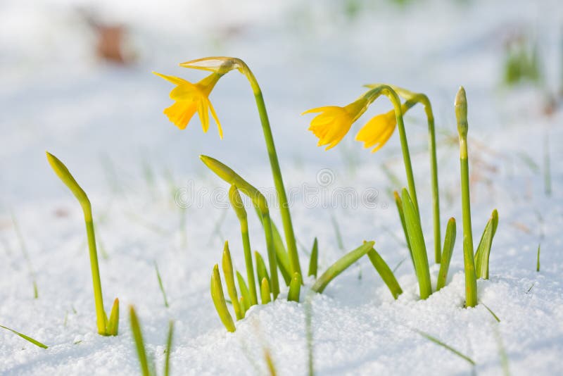 Daffodil Blooming through the Snow Stock Photo - Image of narcissus ...