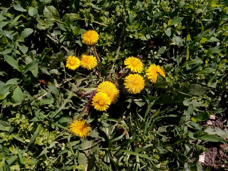 A Bunch of Yellow Spring Dandelions among Green Grass Stock Image ...