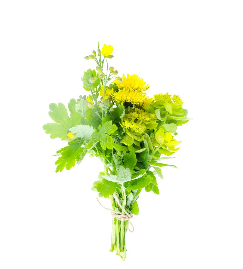 Bunch of Yellow Wild Wildflowers. Studio Photo Stock Photo - Image of ...